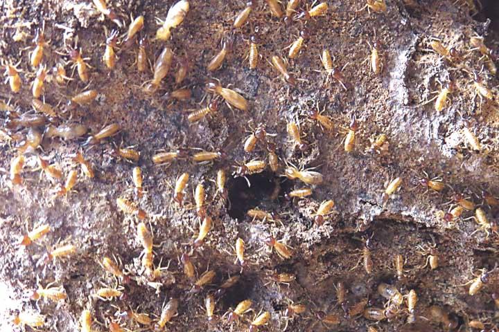 Pataki: El Comejen Y La Madera. ~ Orichas en Monagas