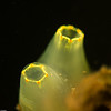 Harbor Watch: Identifying The Vase Tunicate