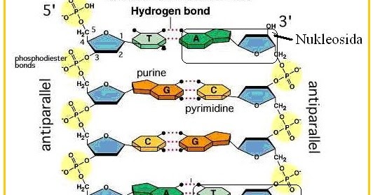 Biologi Edukasi: Belajar Sains Biologi