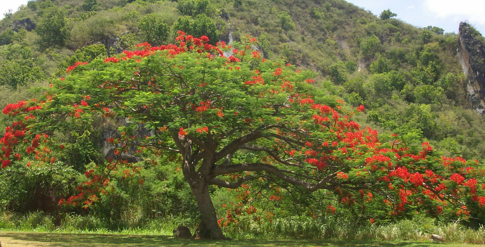 Flamboyant Tree