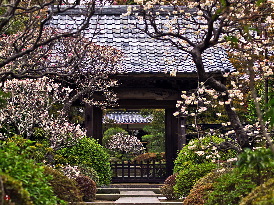 FROM THE GARDEN OF ZEN: Ume (Japanese apricot) flowers in Kencho-ji