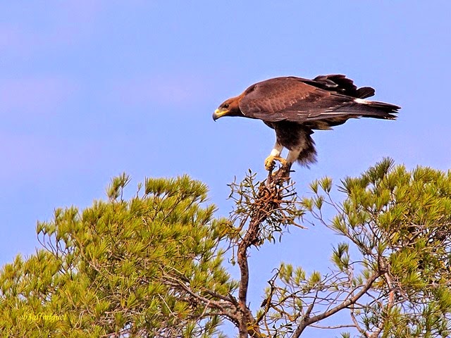 Miguel fotografia: Águila real (Aquila chrysaetos)