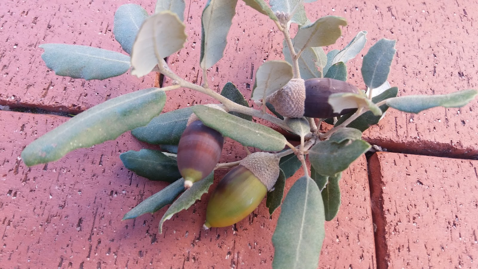 Mi infancia en Clamosa : UN PASEO POR EL MONTE DE PANILLO