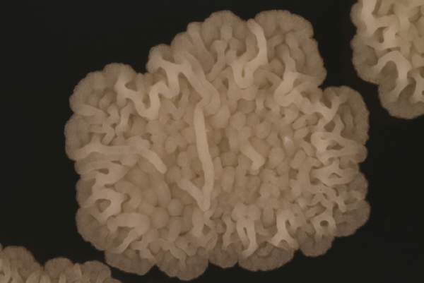 Catalogue of Organisms: In a Pichia