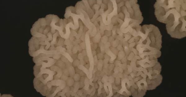 Catalogue of Organisms: In a Pichia