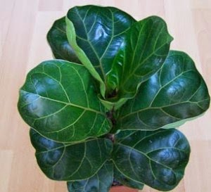 Reforestation and the Medicinal Uses of Trees -Liliana Usvat Research ...