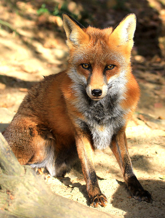 HUESCA Y LA SIERRA DE GUARA: abril 2016