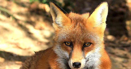 HUESCA Y LA SIERRA DE GUARA: RABOSA Vulpes Just Leopold (o Jodocus ...