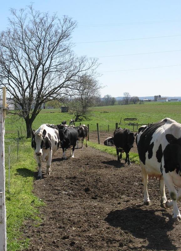 Happily married...to the cows!: Bringing In the Cows...