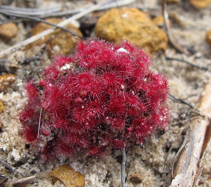Natch Greyes' Carnivorous Plants - Drosera australis, Drosera pulchella ...