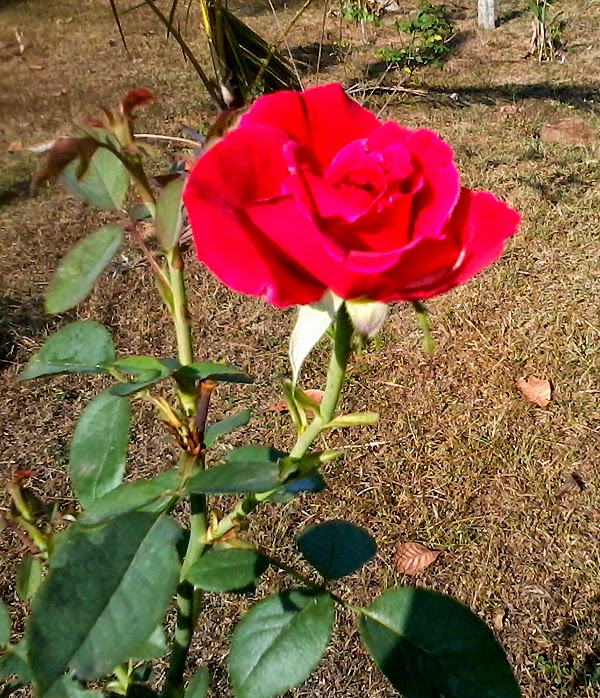 Red Roses | SL Flora