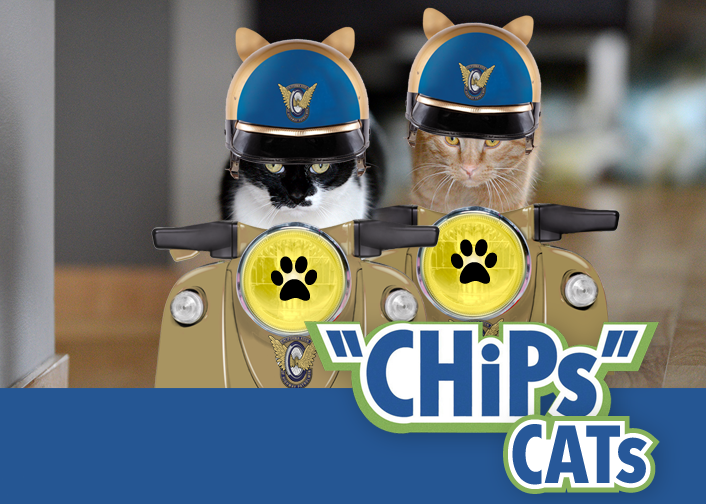 GLOGIRLY: TV Trip: CHiP's CATs
