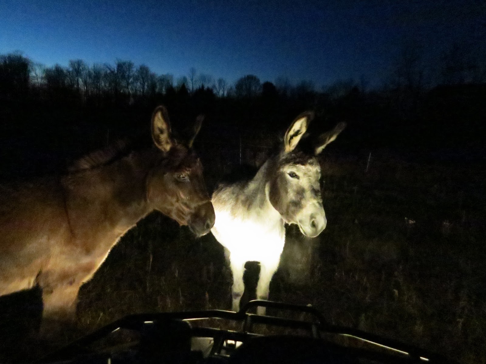 The Dancing Donkey: The Night Crew