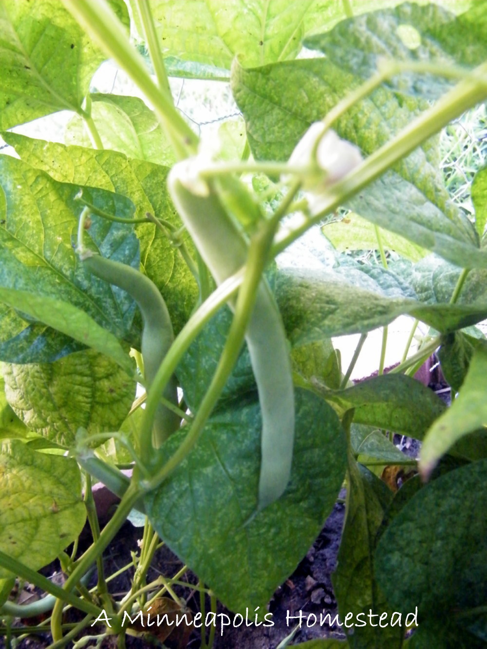 September Produce Tally and Garden Update - Minneapolis Homestead