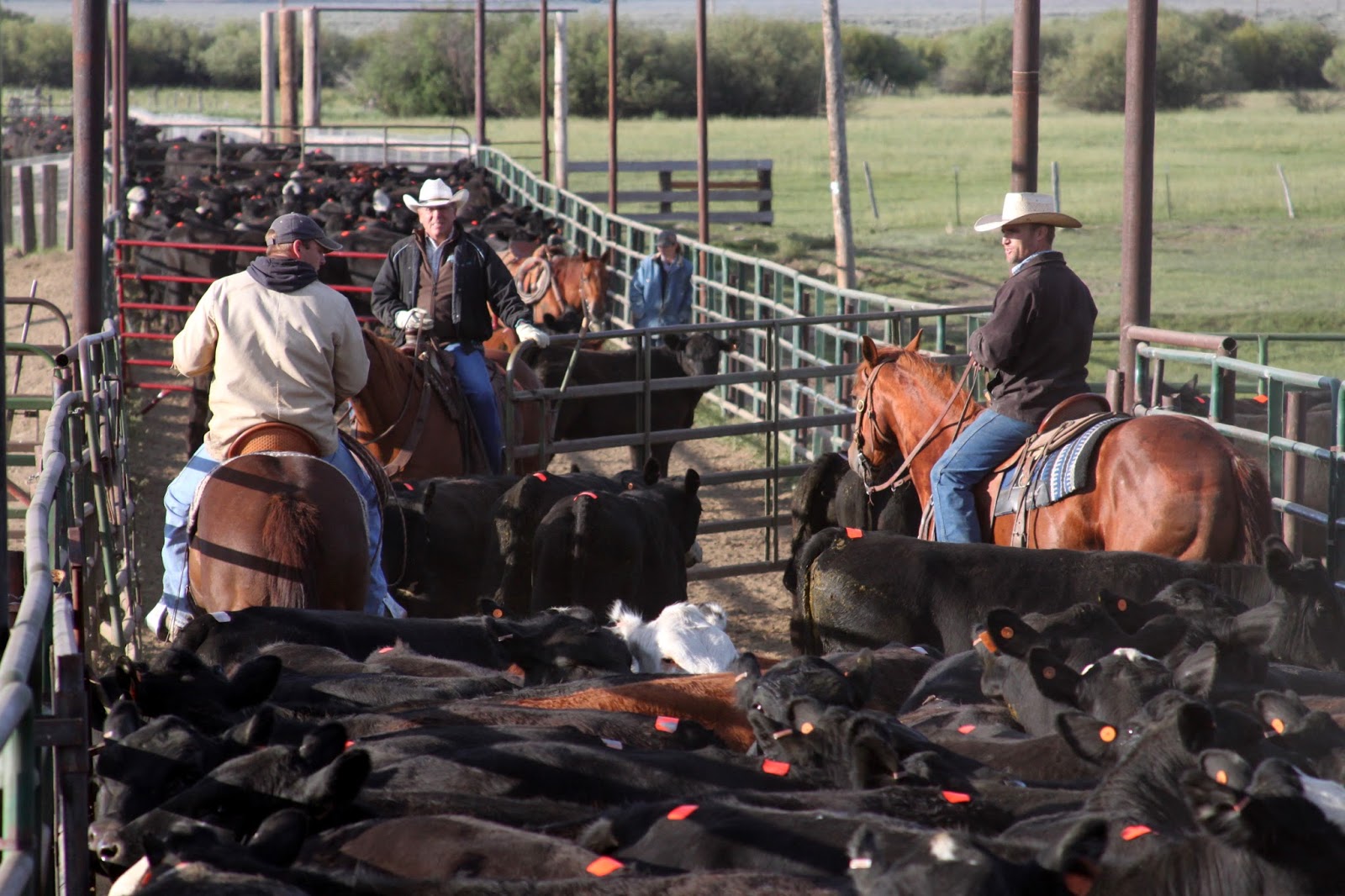 Success is Reason Enough: Breeding at the GI Ranch.