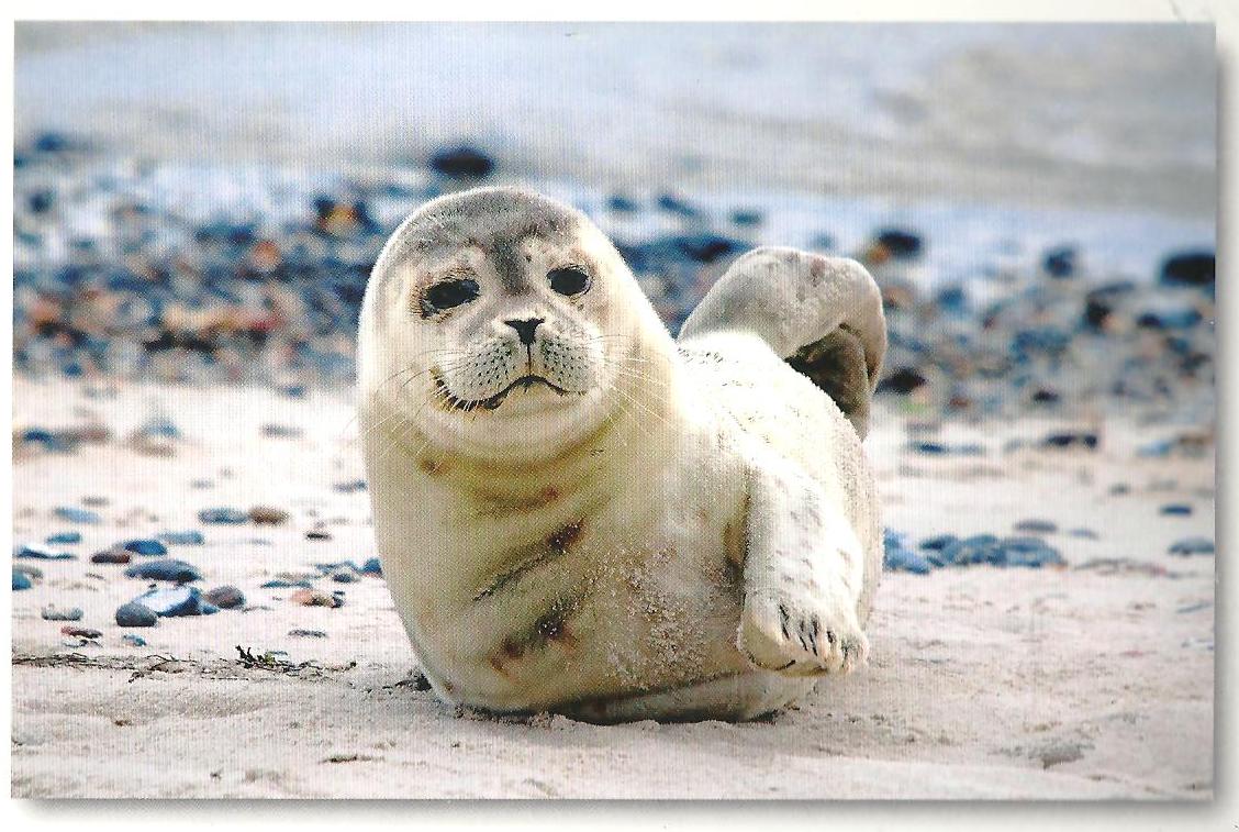 My Collection Of Postcards Funny Seals my-collection-of-postcards-funny-seals