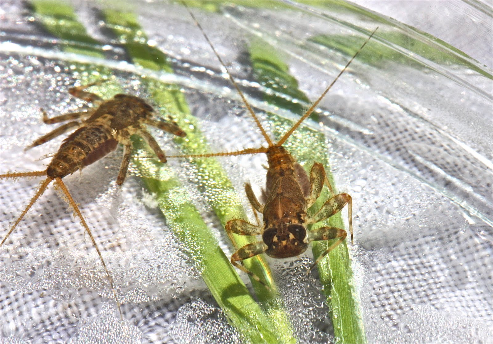 Aquatic Insects of Central Virginia: How to Ruin a River: A Summer Trip ...