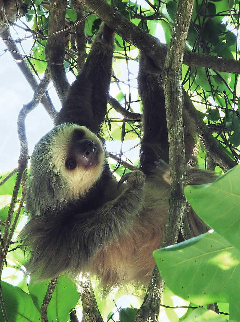 ECOSISTEMAS DE COSTA RICA: CHOLOEPUS HOFFMANNI