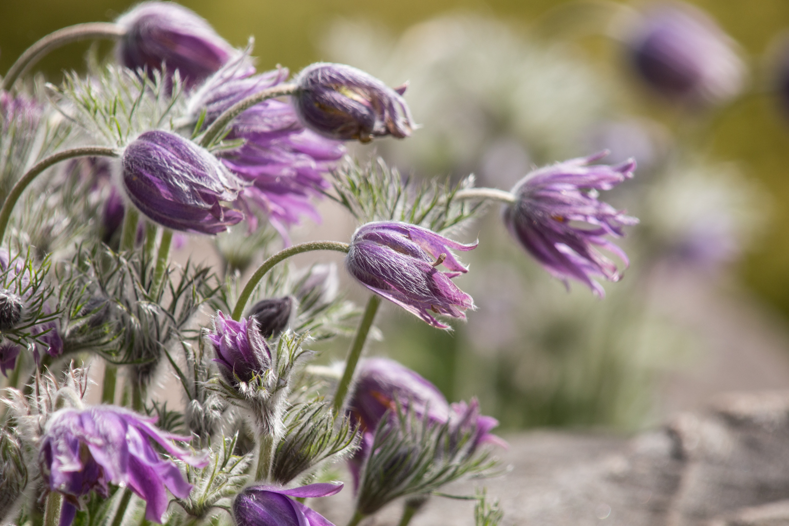 Pildid siit ja sealt: Ma ju lubasin Teile ilusaid lillede pilte