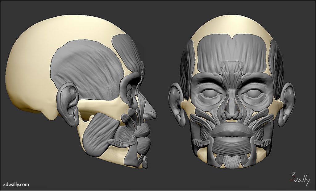 skull | 3dwally