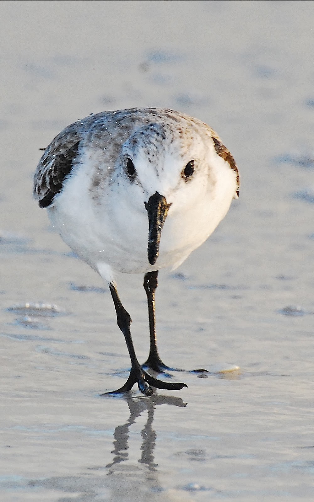 Bosque despierto: Playero blanco