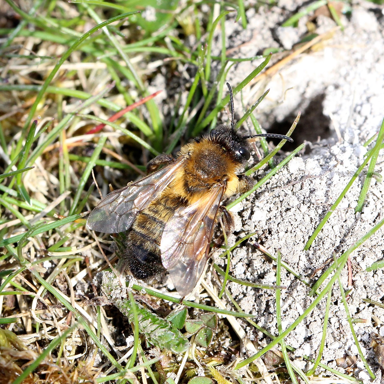 TrogTrogBlog: The buffish mining bee