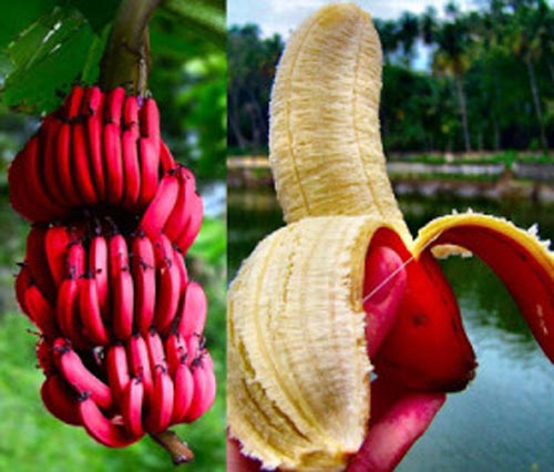 Manfaat dan Khasiat Buah Pisang Merah Untuk Kesehatan | INFO HONOR