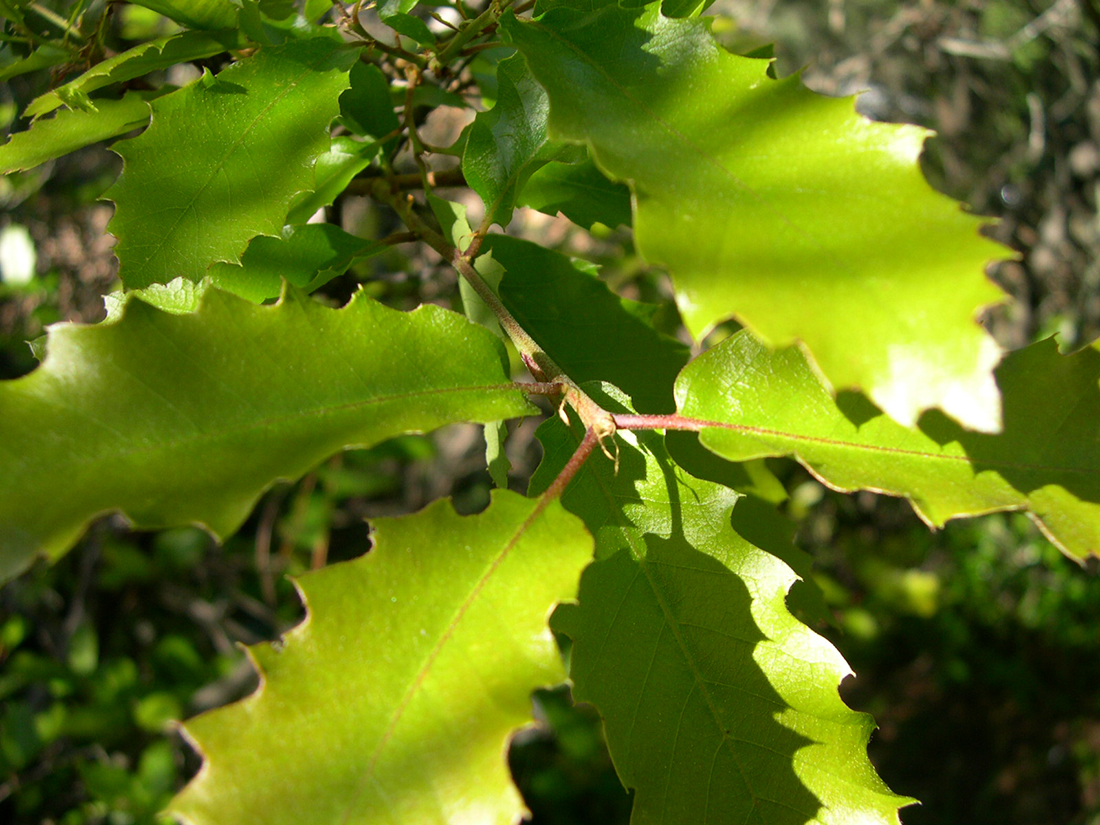 Á R B O L E S (T R E E S) y P A L M E R A S (P A L M S): Quercus ...