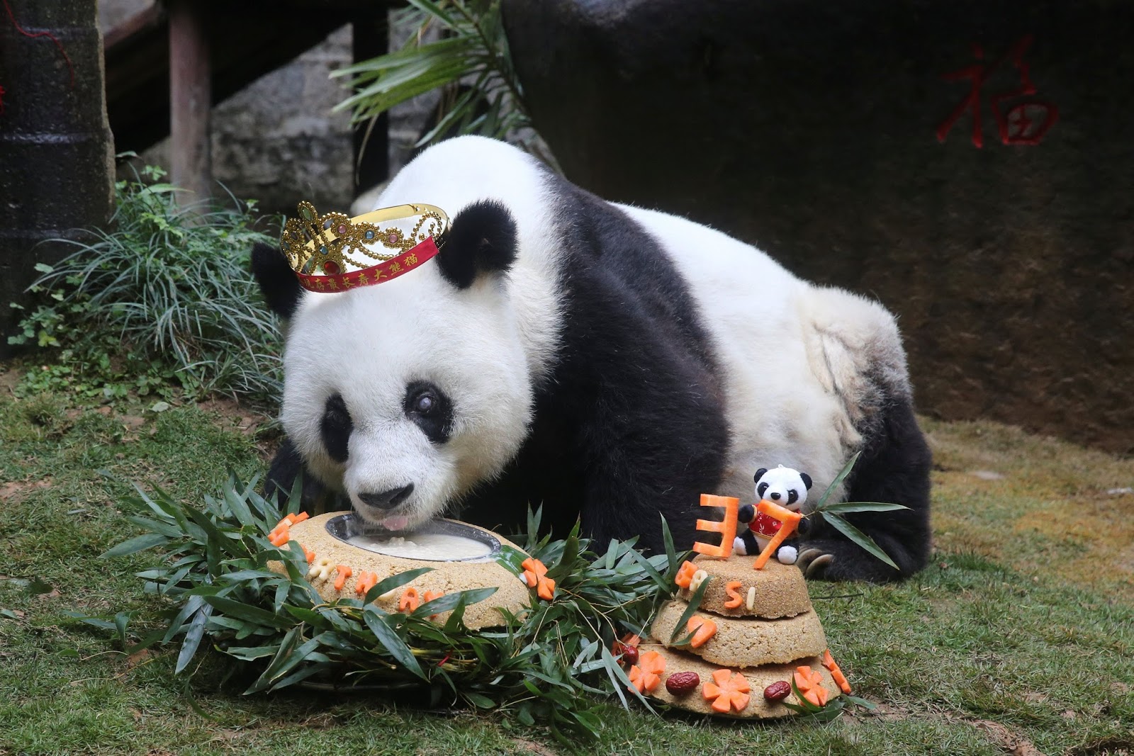 World's oldest living panda celebrates 37th birthday