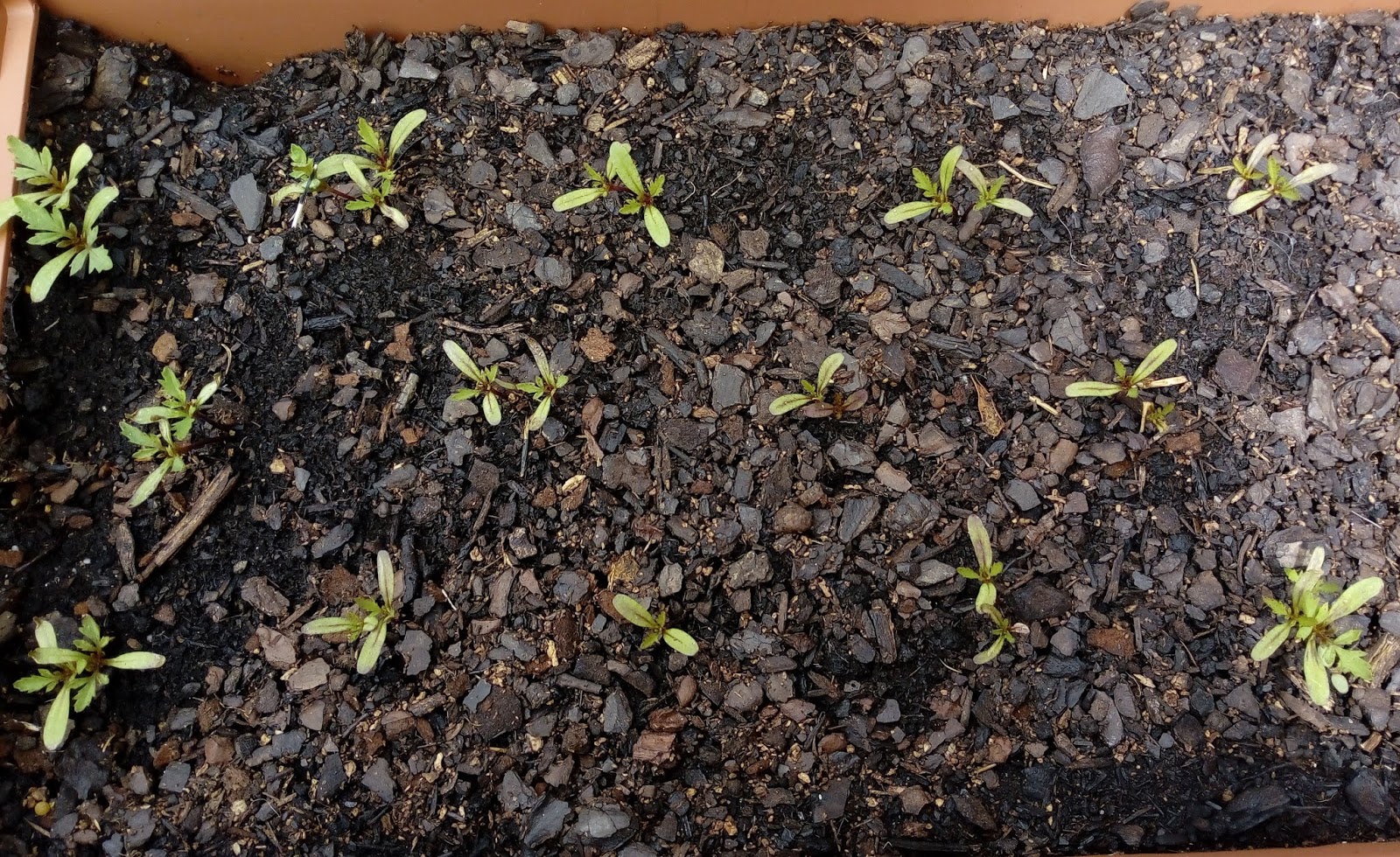 Biosfera vegetal.: Clavel chino (Tagete patula L.). Semillero.