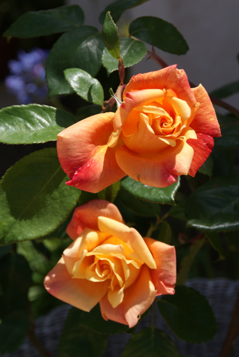 Organic Garden Dreams: May Roses