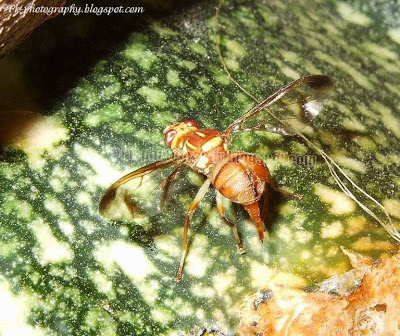 Melon Fly-Bactrocera cucurbitae | Nature, Cultural, and Travel ...