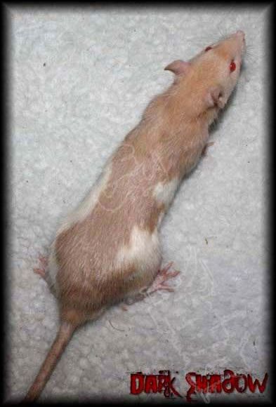 ANTONIO-LOZANO: Colores de las ratas