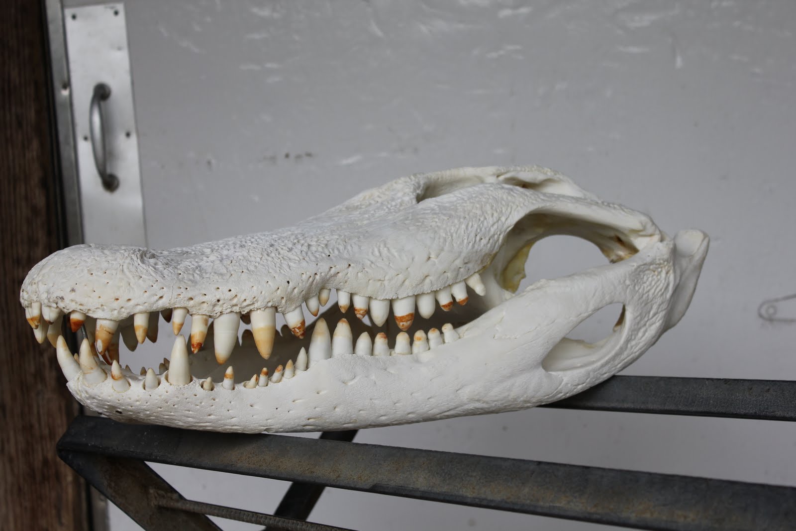 Cordray's: Alligator European Skull Mount by Cordray's Taxidermy