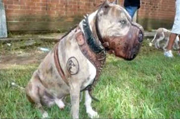 TOP 15 STRONGEST DOGS IN THE WORLD