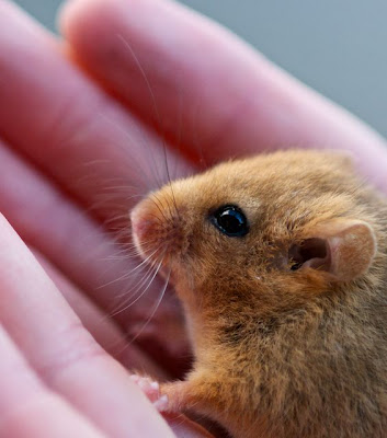 British Wildlife Centre ~ Keeper's Blog: Common Dormouse; Species Profile