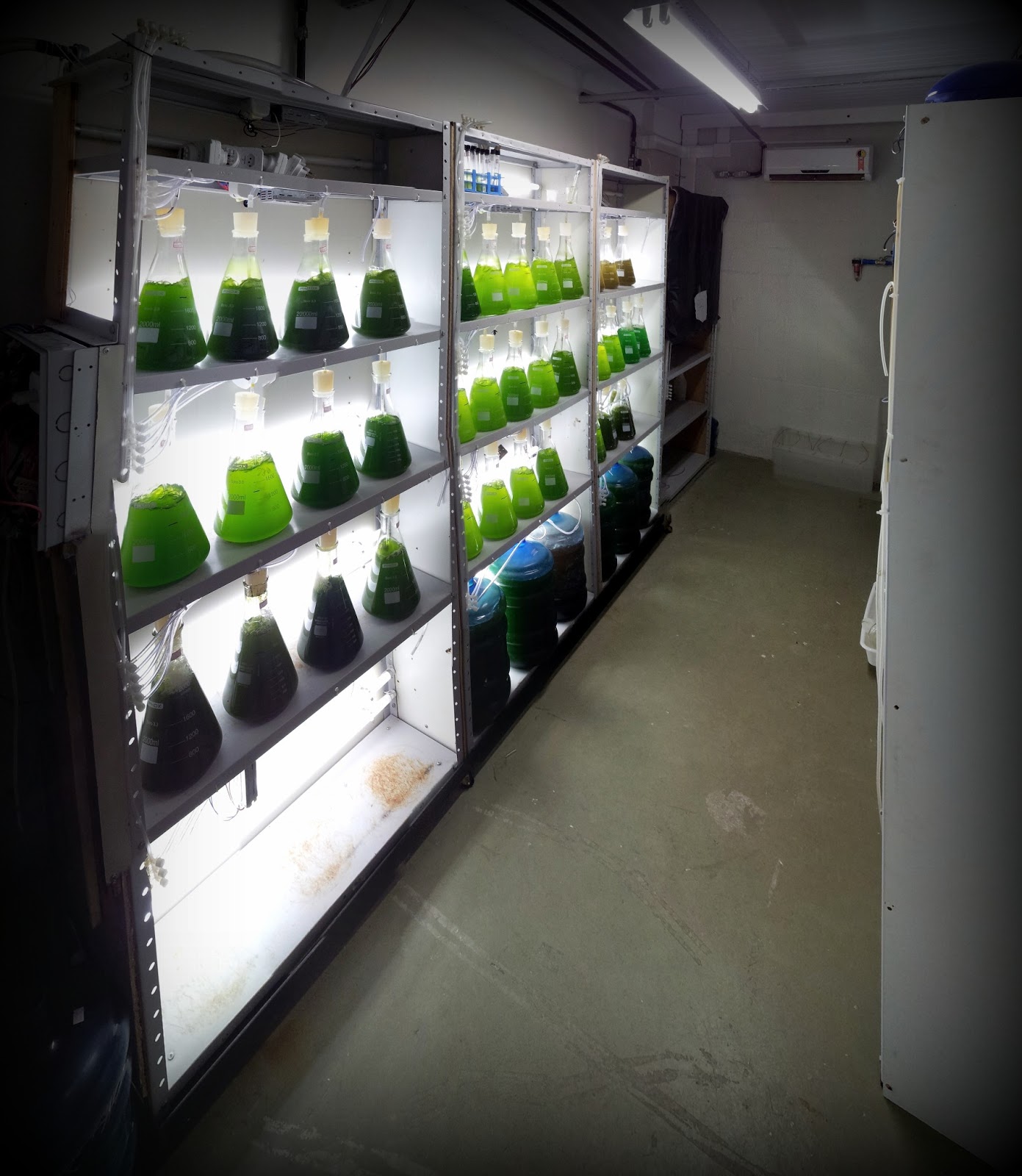 Sala de Cultivo de Microalgas - NPDEAS