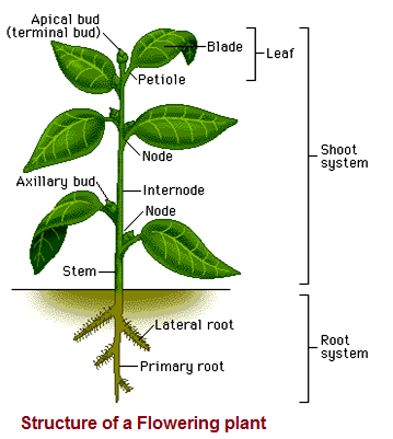 Introduction to Flowering Plants