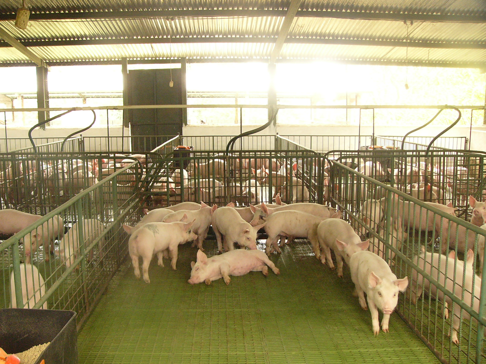 Producción de cerdos, atención durante el parto y manejo de lechones ...