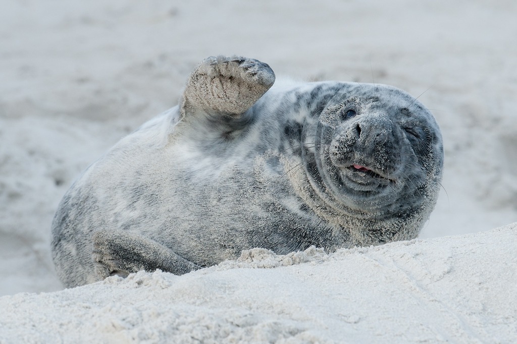 Beelden uit de natuur: Grijze zeehond