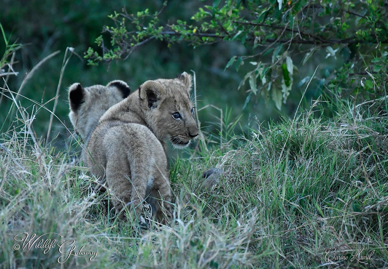 WILDLIFE GATEWAY: Moments dans la vie d'une lionne