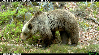 Vídeo del oso Balou en el Pirineo – Ecologistas en Acción Huesca