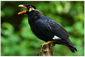 PESONA BURUNG BEO: JENIS BURUNG BEO DAN PENYEBARANNYA