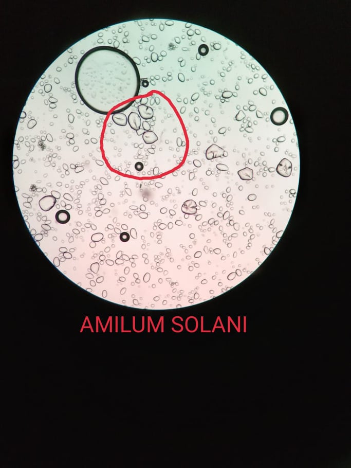 LAPORAN PRAKTIKUM BOTANI FARMASI II