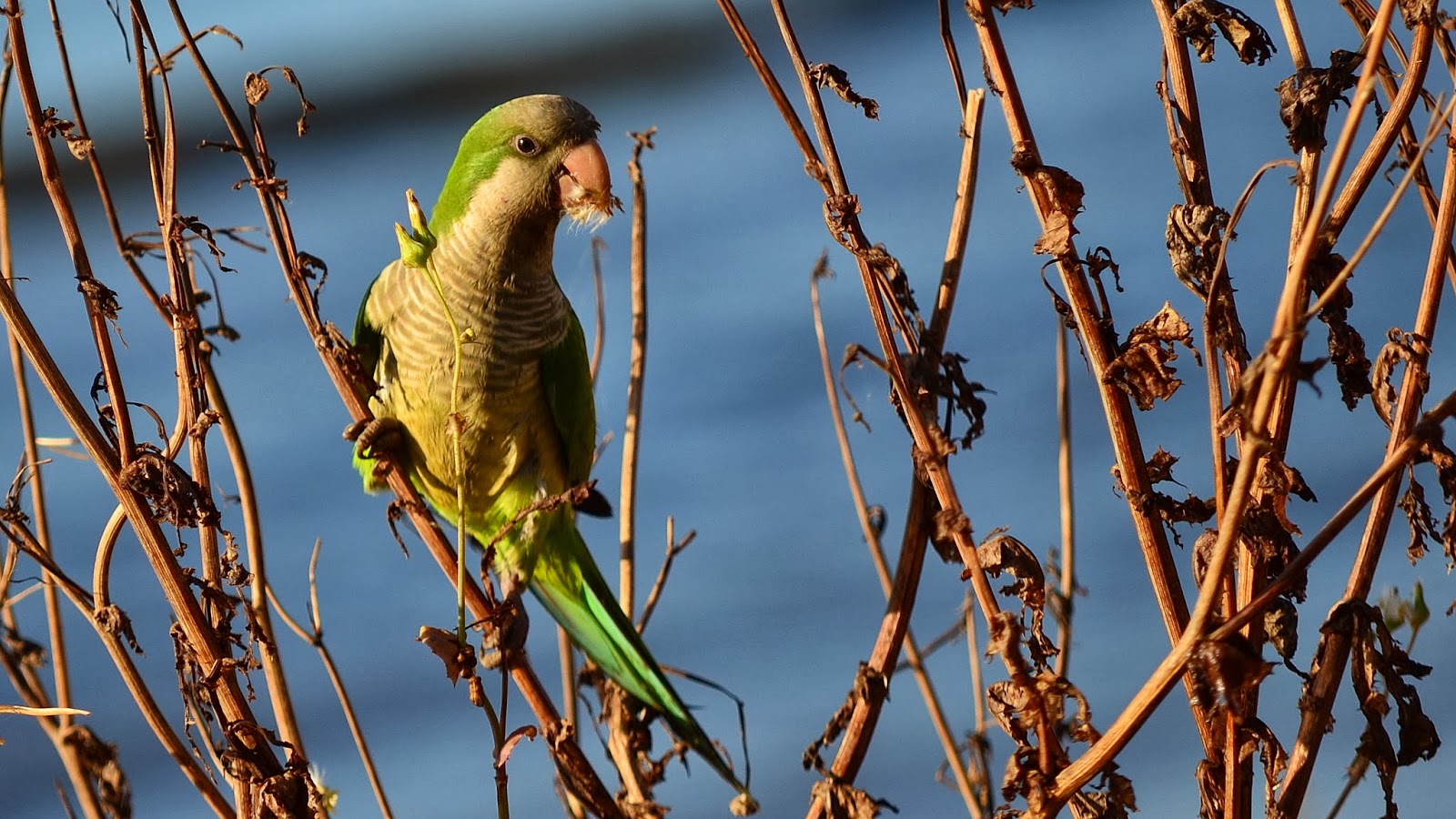 Aves de La Floresta: Cotorra