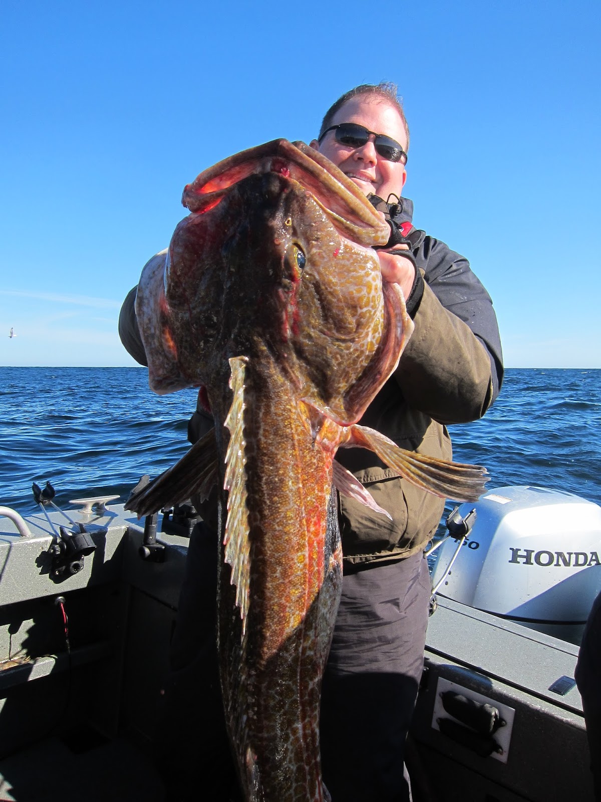 Todds Extreme Fishing: Giant Westport lingcod and halibut!