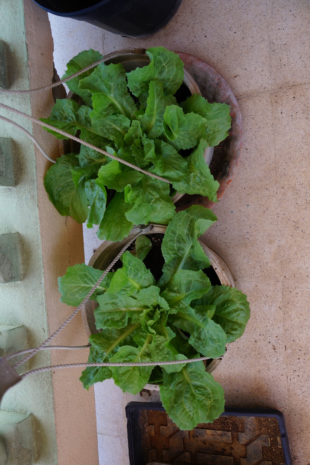 Foto Blog Puerto Rico: Lechugas y berenjena