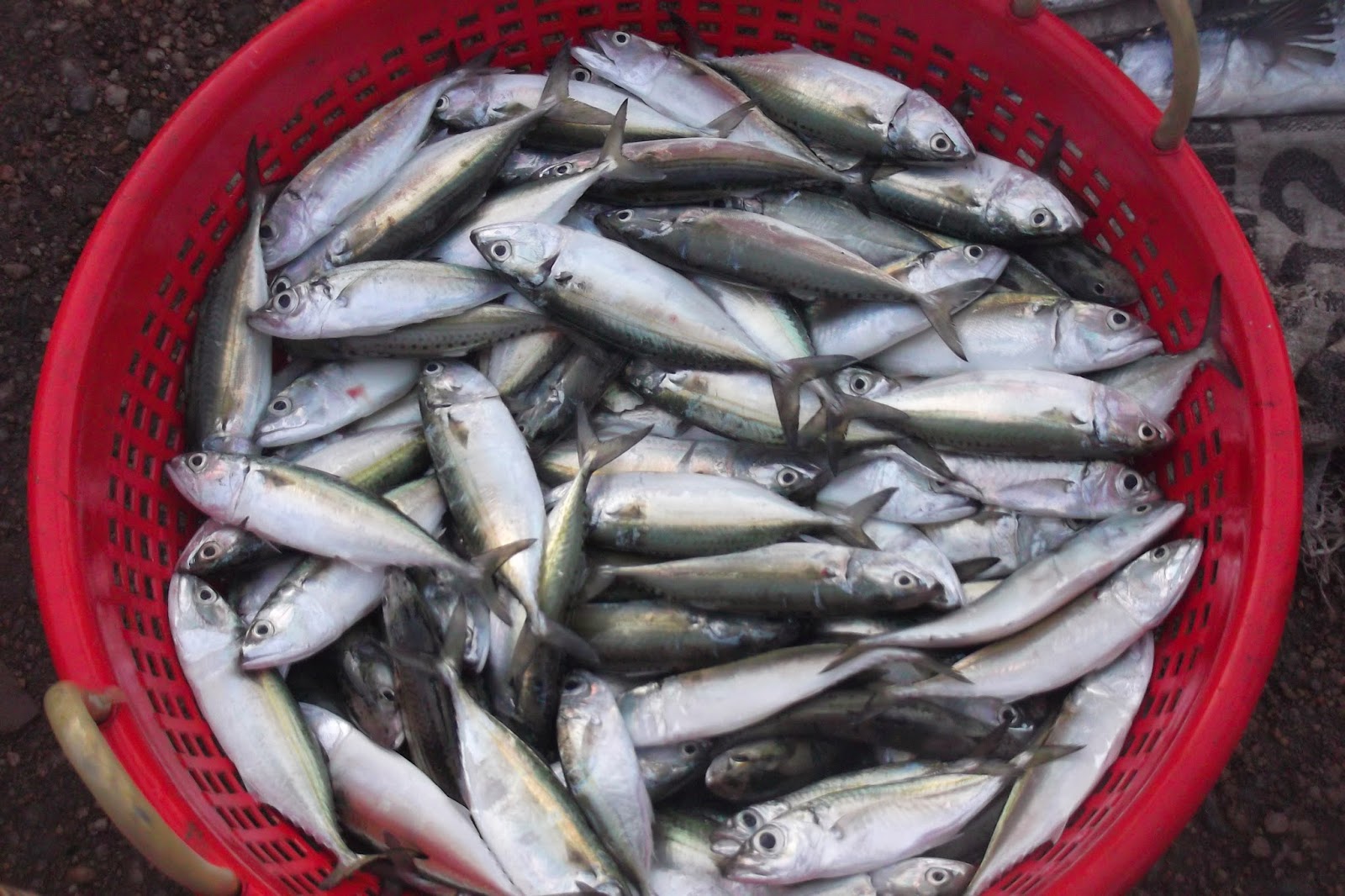 NEGOMBO SEAFOODS: kumbalawa