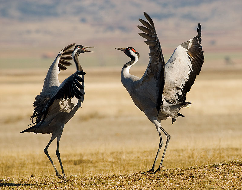 EL CAJON DE LOS CONOCIMIENTOS: GRULLA