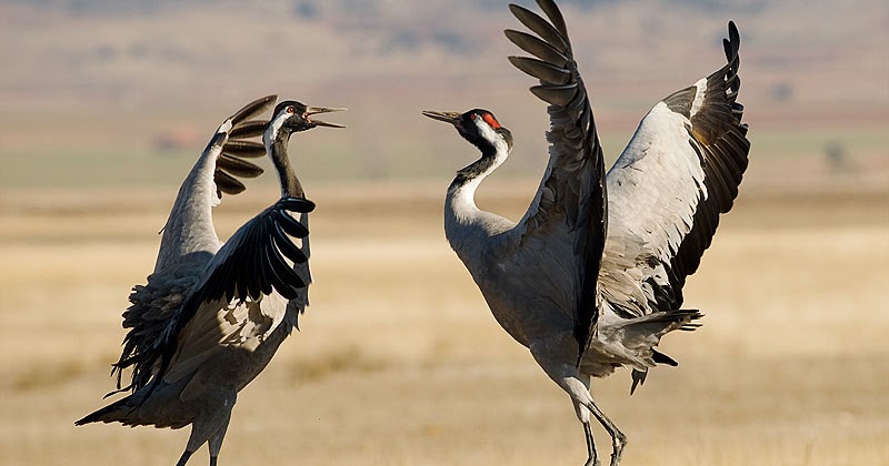 EL CAJON DE LOS CONOCIMIENTOS: GRULLA